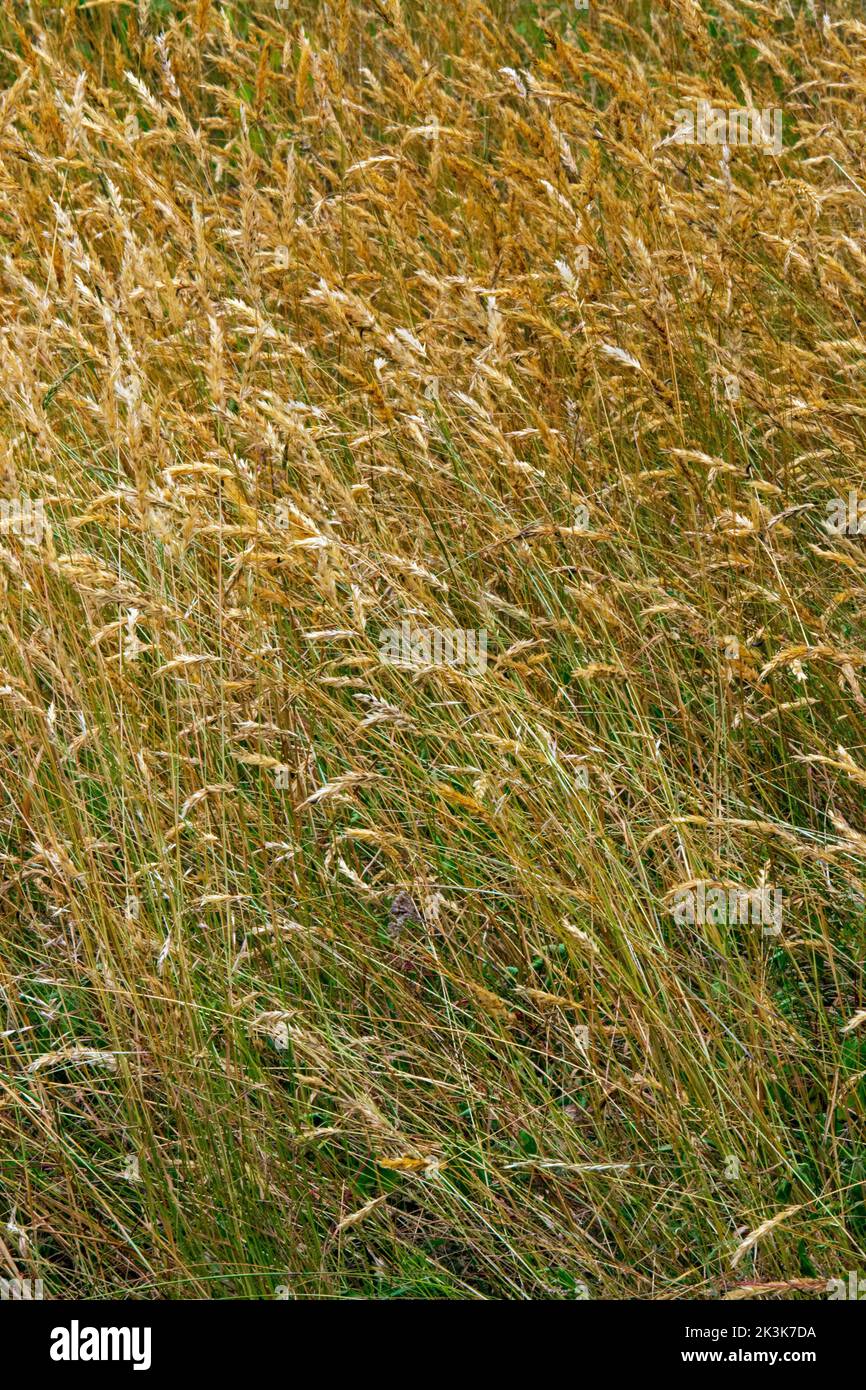 Sweet Vernal Grass. growing in a natural meadow in Pennsylvania's ...
