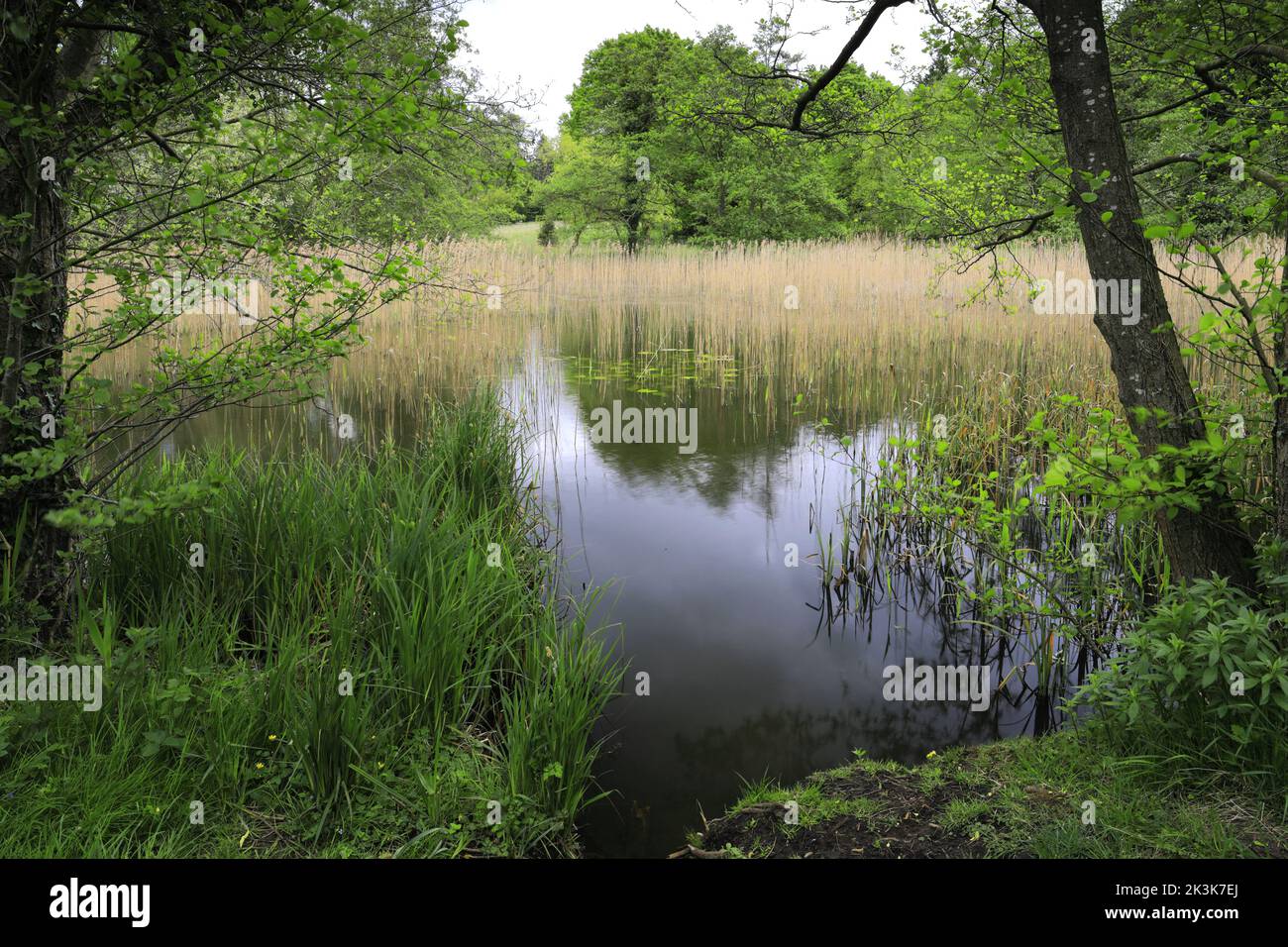 Spring colours in Lynford Arboretum, Lynford Hall, Lynford village near ...