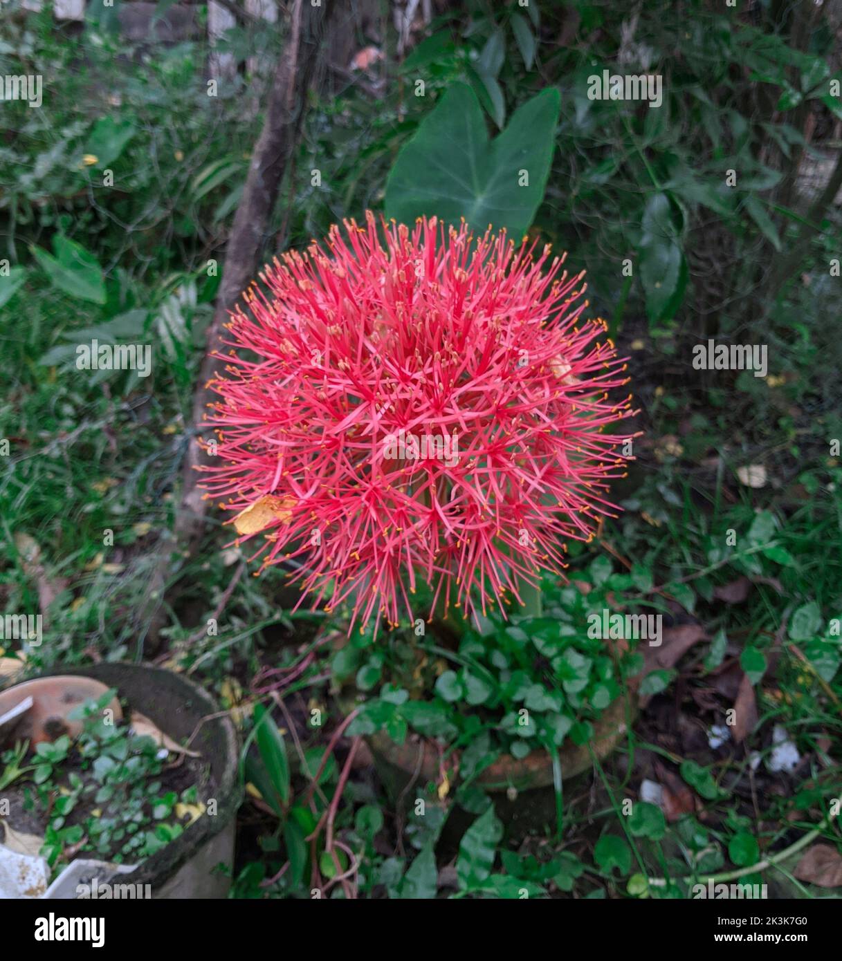 A closeup of a pink Scadoxus multiflorus flower in a garden Stock Photo ...