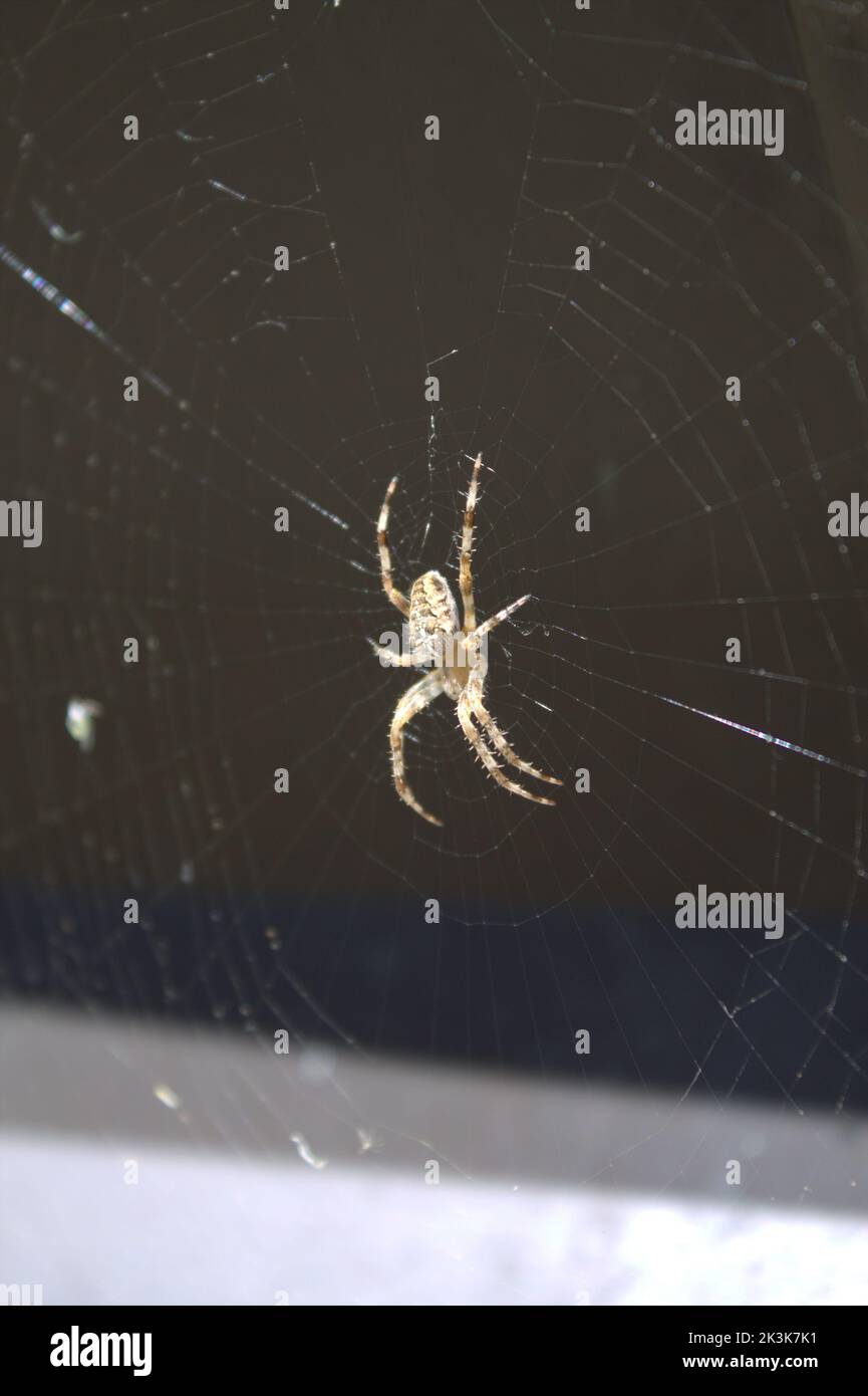A vertical shot of a small spider perched on the web in sunlight Stock ...