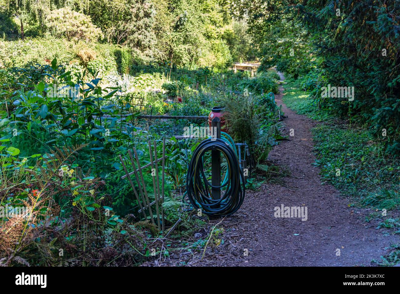 Large vibrant community garden pea patch in Seattle, Washington Stock ...