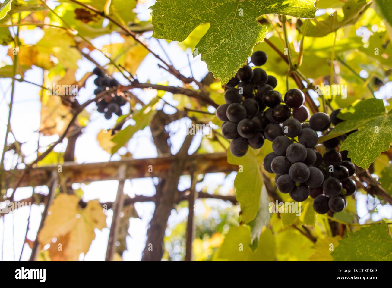 Red grape in wine yard, Georgia Stock Photo - Alamy