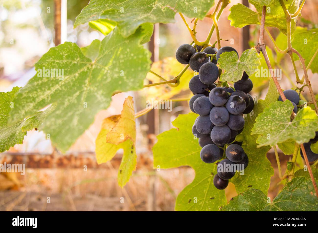 Grape harvest georgia hi-res stock photography and images - Alamy