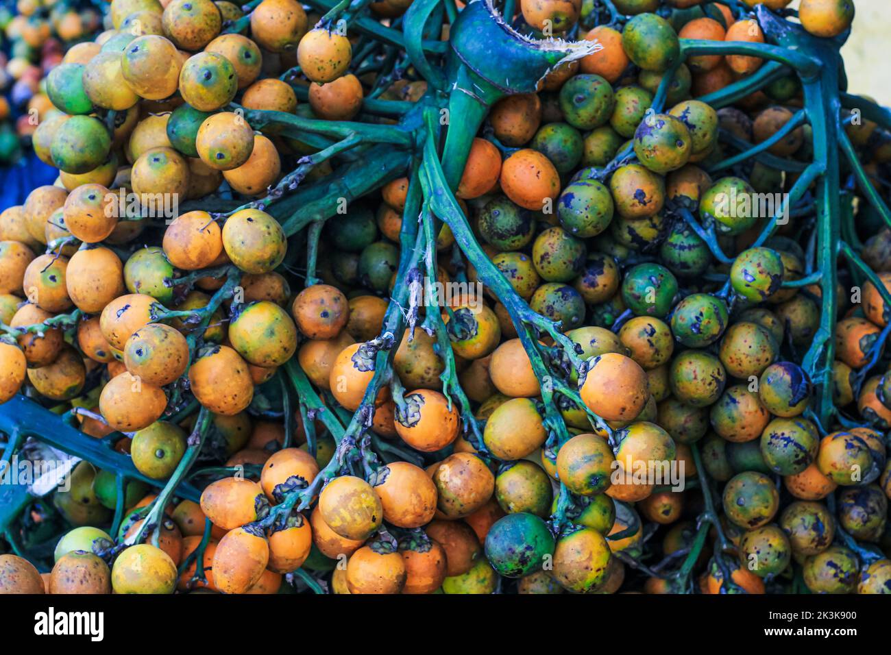 Orange betel nuts or Areca catechu nut fruit bunches in its palm tree ...