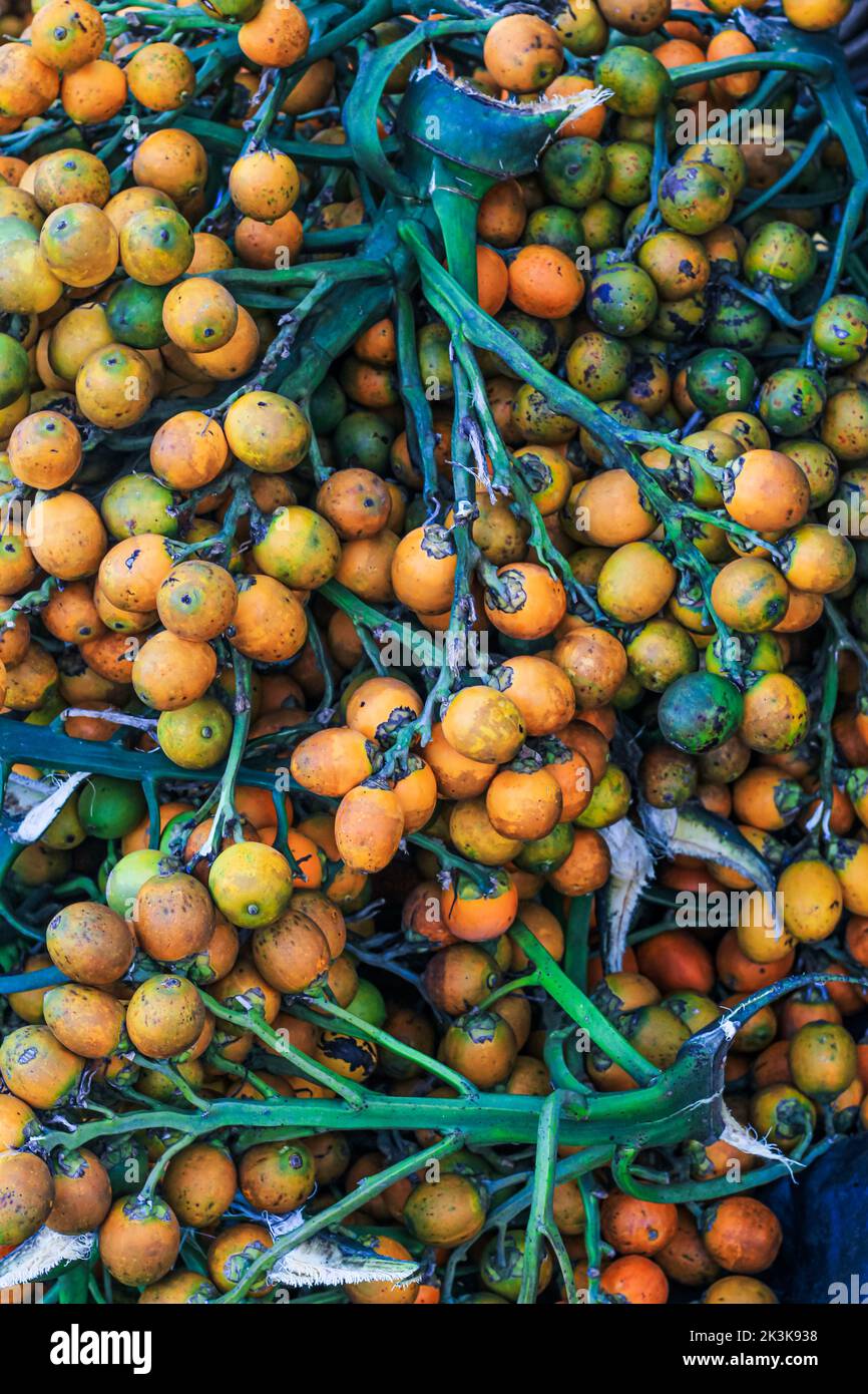 Orange betel nuts or Areca catechu nut fruit bunches in its palm tree ...