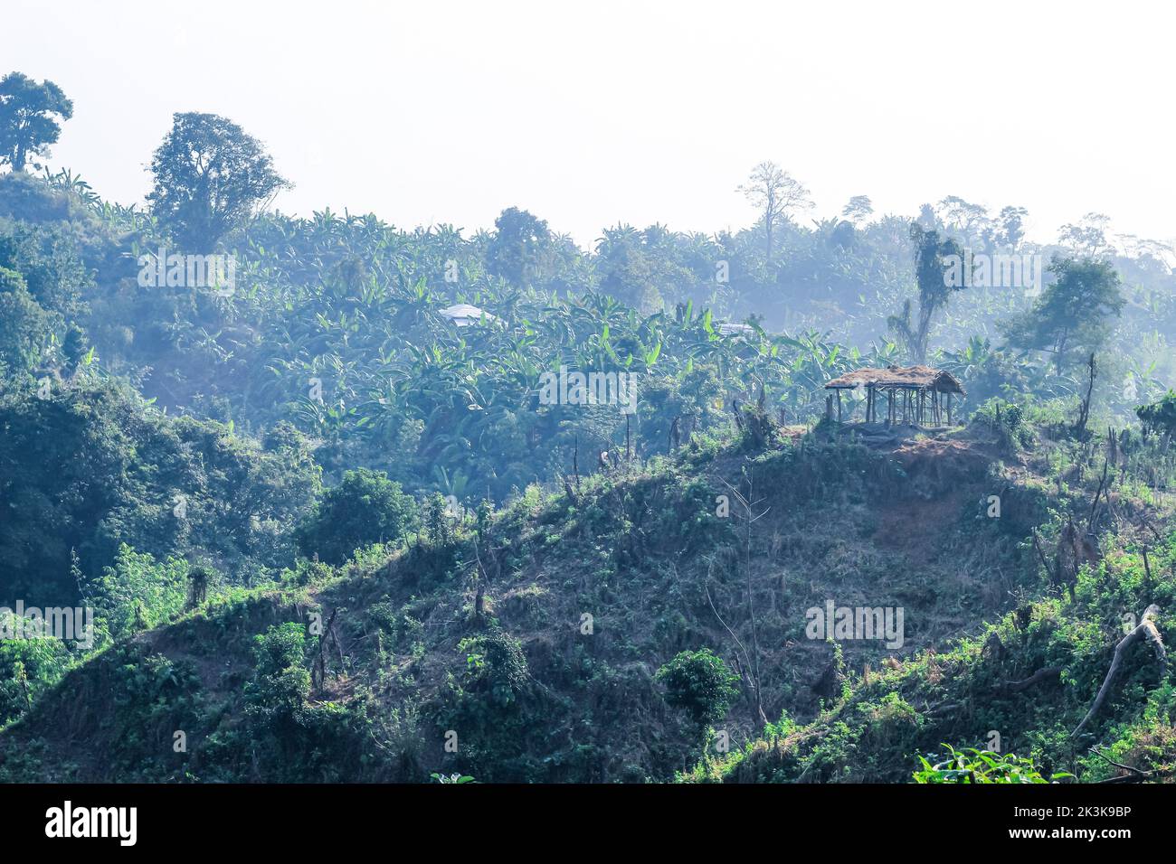 Deforestation environmental problem, rain forests are destroyed for oil ...