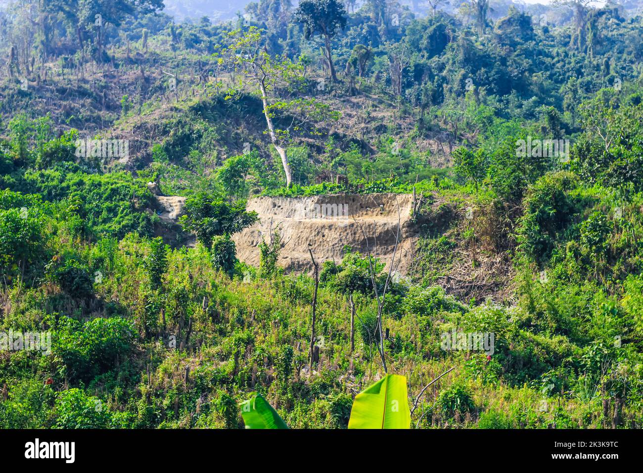 Deforestation environmental problem, rain forests are destroyed for oil ...
