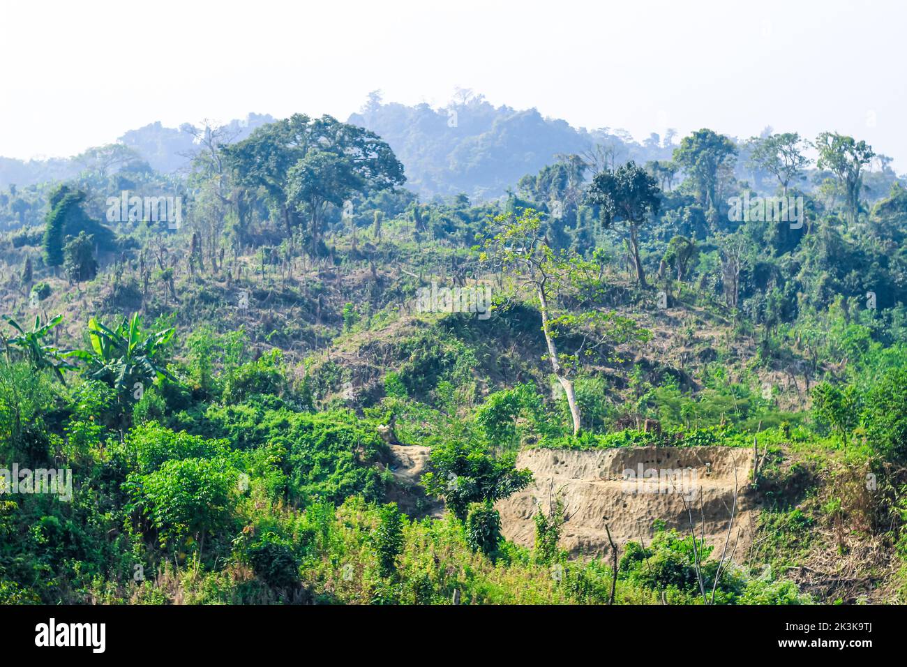 Deforestation environmental problem, rain forests are destroyed for oil ...