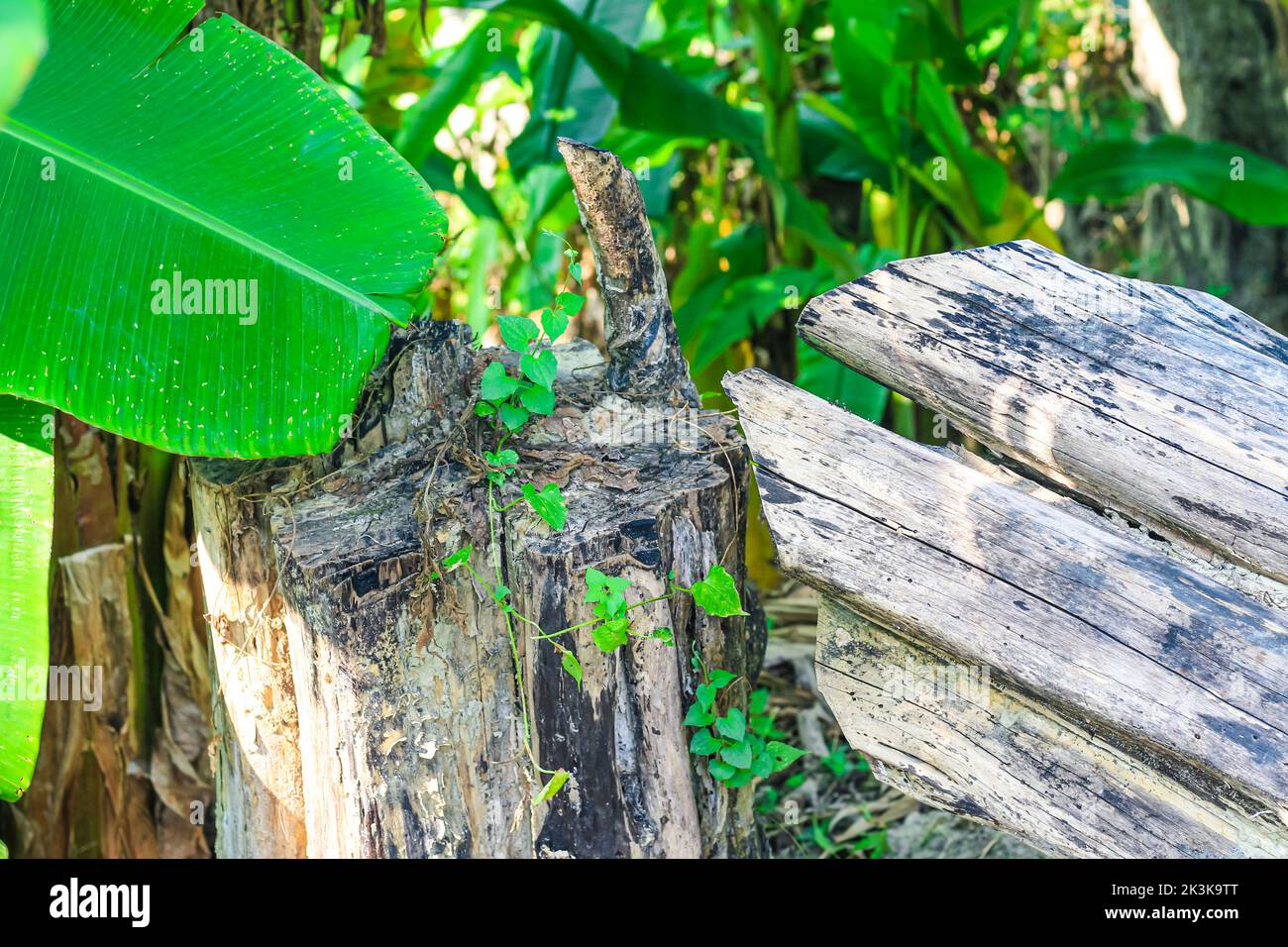 Big and healthy trees are cut from the root. Logs carved and cut from ...