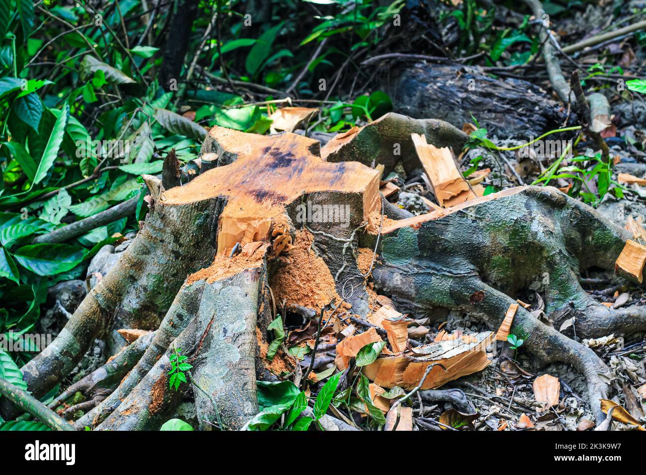 Big and healthy trees are cut from the root. Logs carved and cut from ...