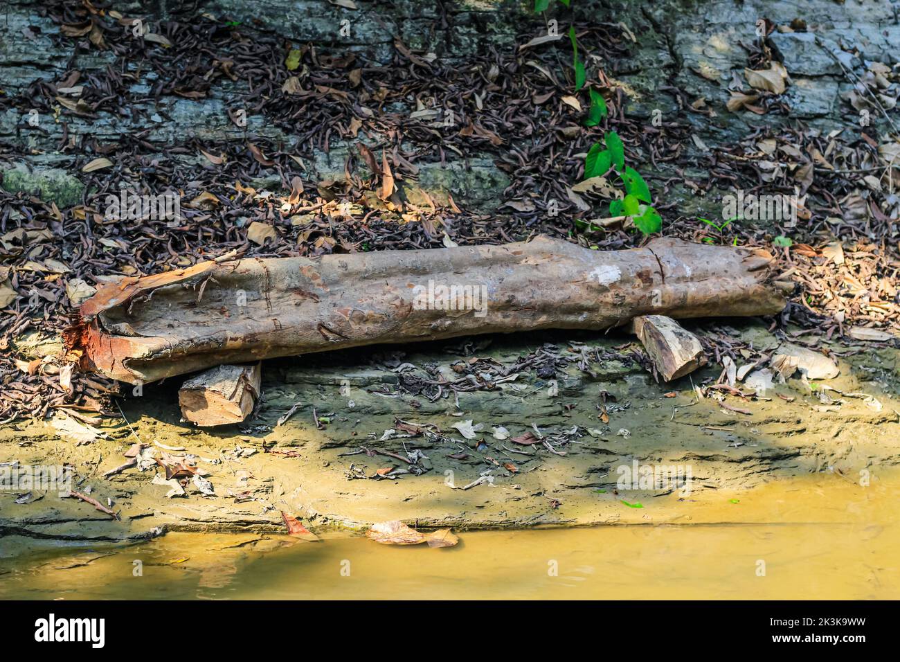 Big and healthy trees are cut from the root. Logs carved and cut from ...