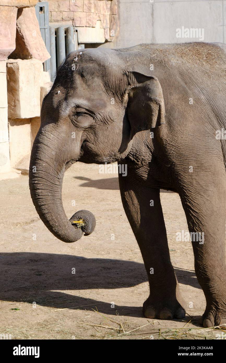 Close-up of Asian elephant (Elephas maximus), aka the Asiatic elephant ...