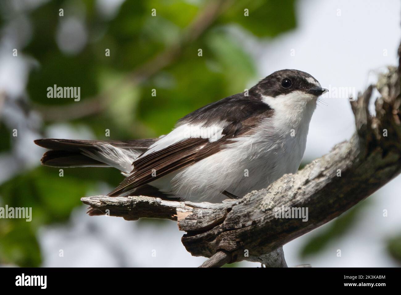 European pied flycatcher Stock Photo - Alamy