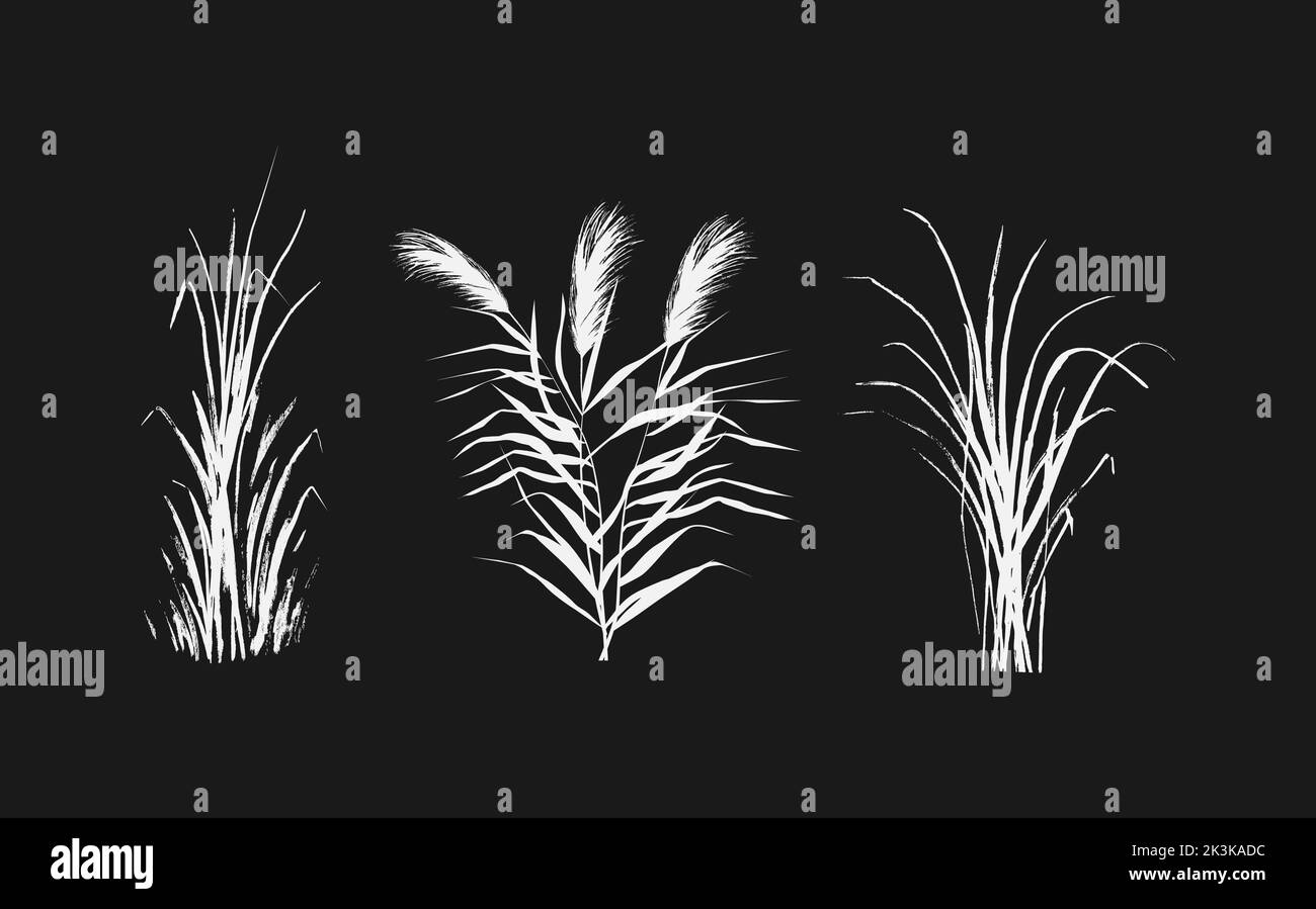 Black and white bull rushes Stock Vector Images - Alamy
