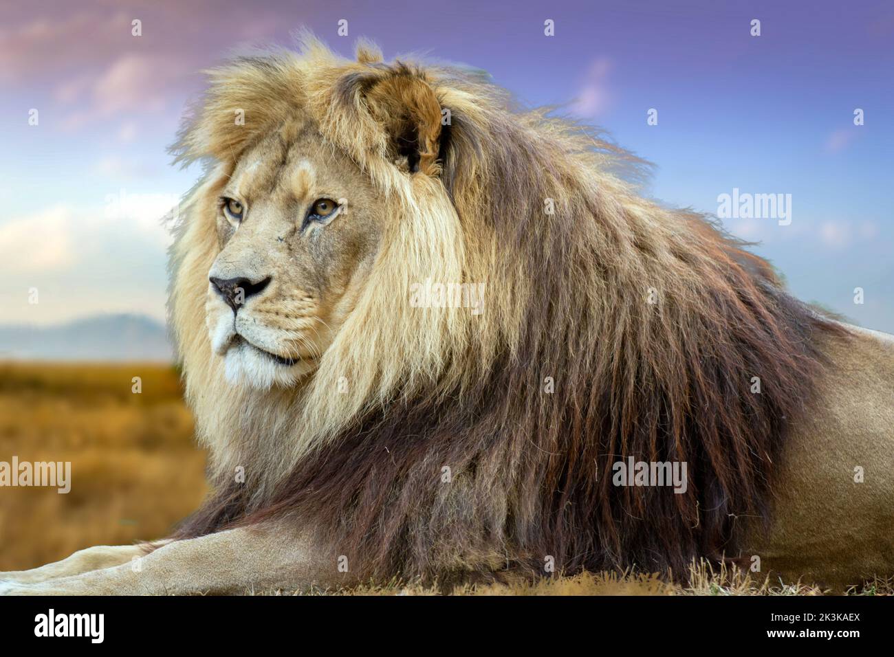 Symbol image Lion in the wild (Composing Stock Photo - Alamy