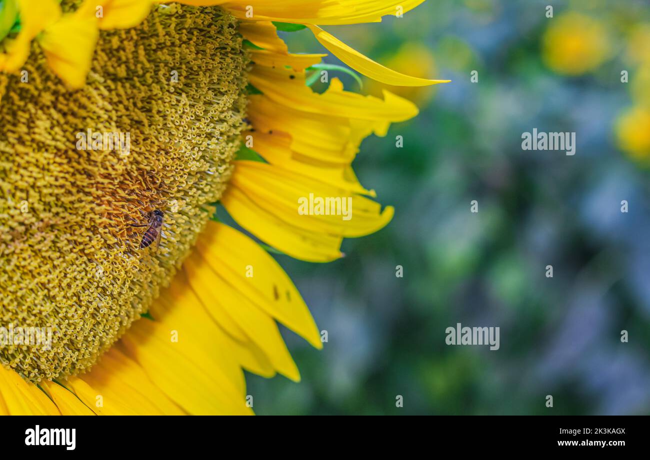Honey bee pollinating sunflower plant. Honey Bee pollinating sunflower ...