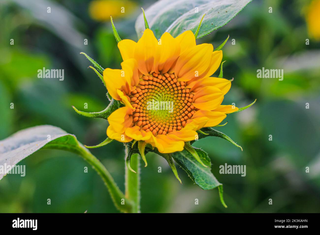 Sunflower natural background. Sunflower blooming. Close-up of sunflower ...