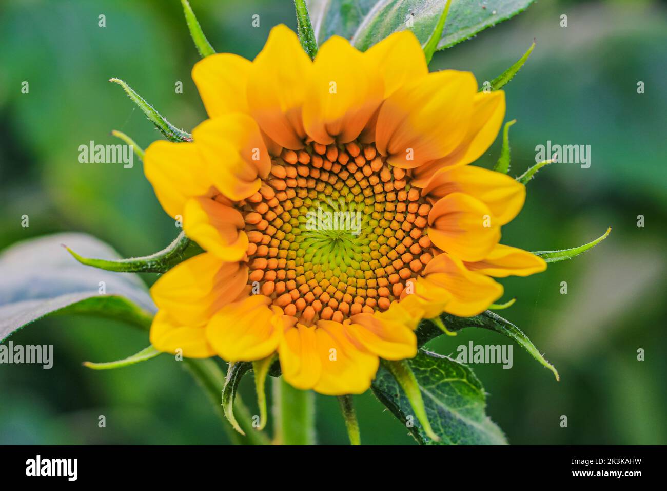 Sunflower natural background. Sunflower blooming. Close-up of sunflower ...