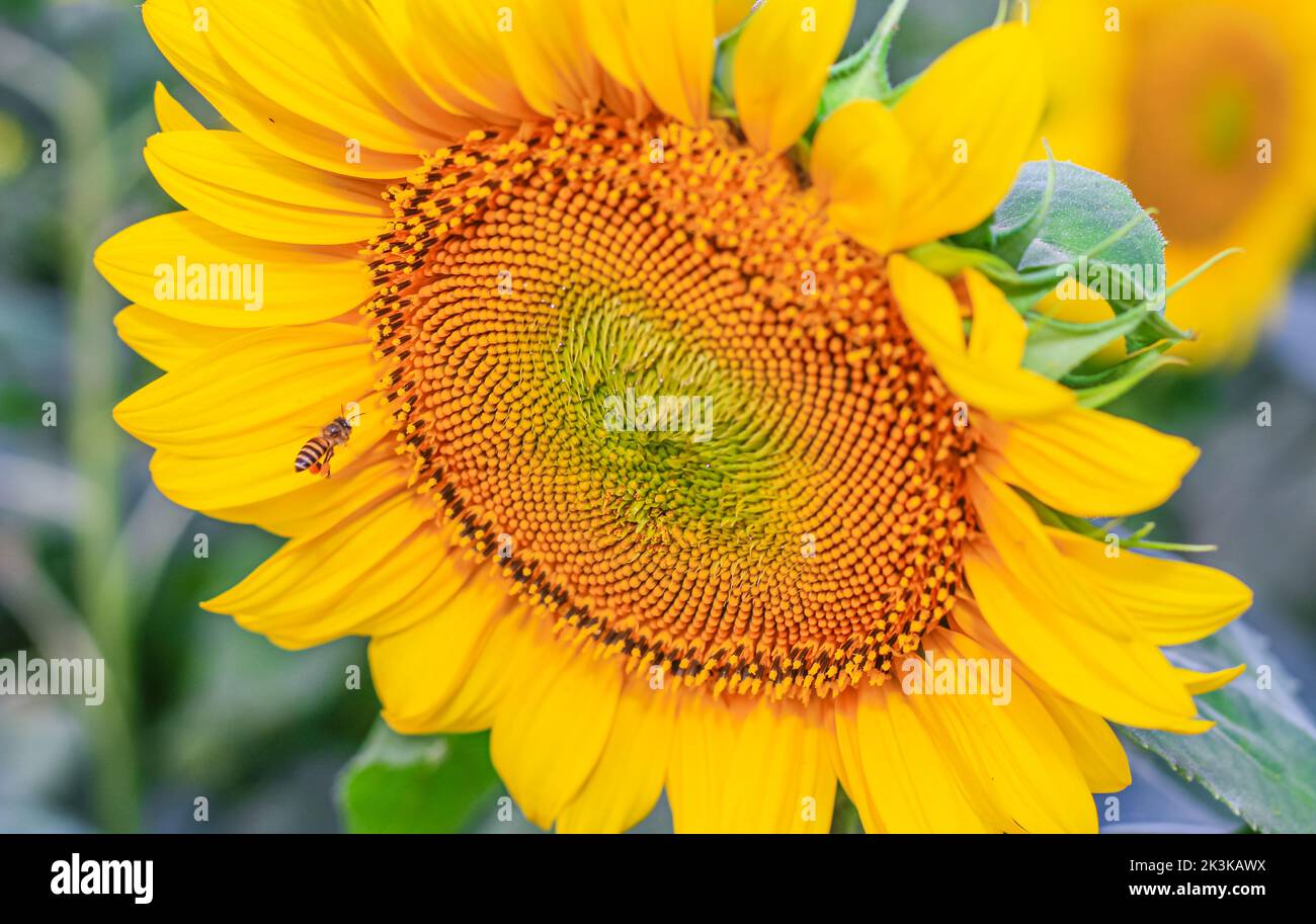 Honey bee pollinating sunflower plant. Honey Bee pollinating sunflower ...
