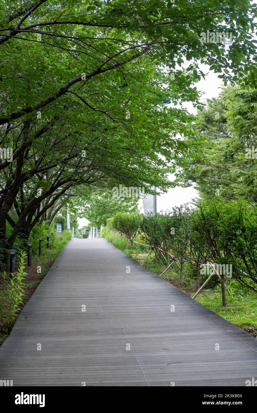 Walking path with tree along the way. Seoul Forest in Seoul, South ...