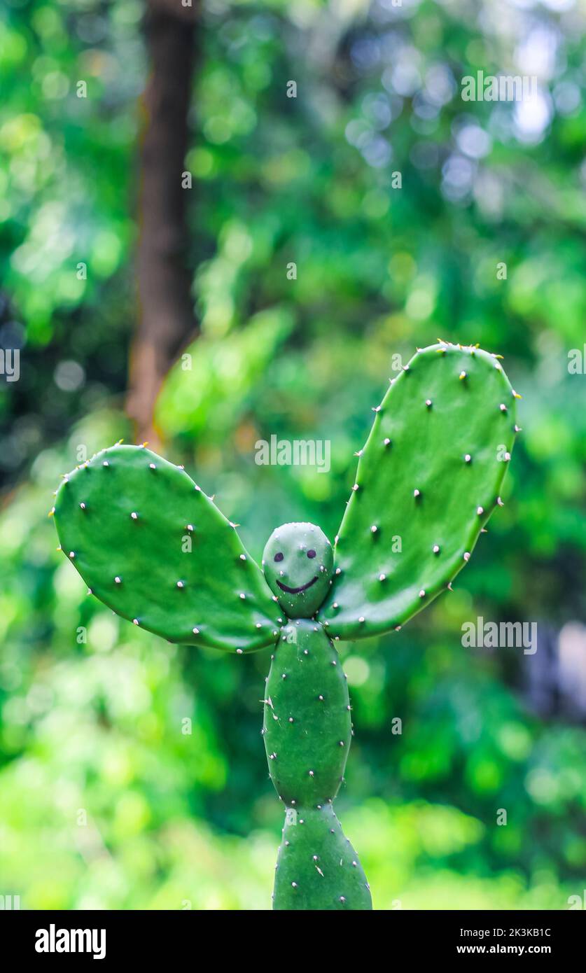 A rare picture of the cactus plant. Man-shaped cactus plant with green ...