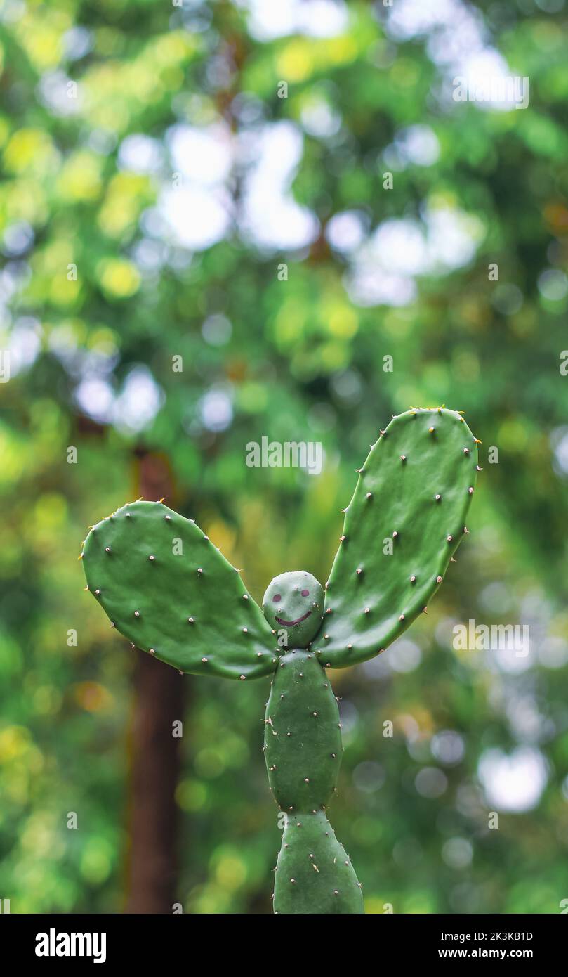 A rare picture of the cactus plant. Man-shaped cactus plant with green ...