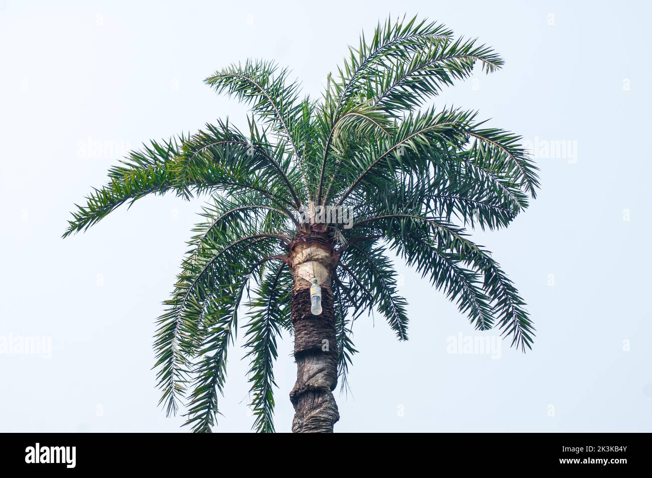 Date palm sap is collected by shaving the date palm tree. The date ...