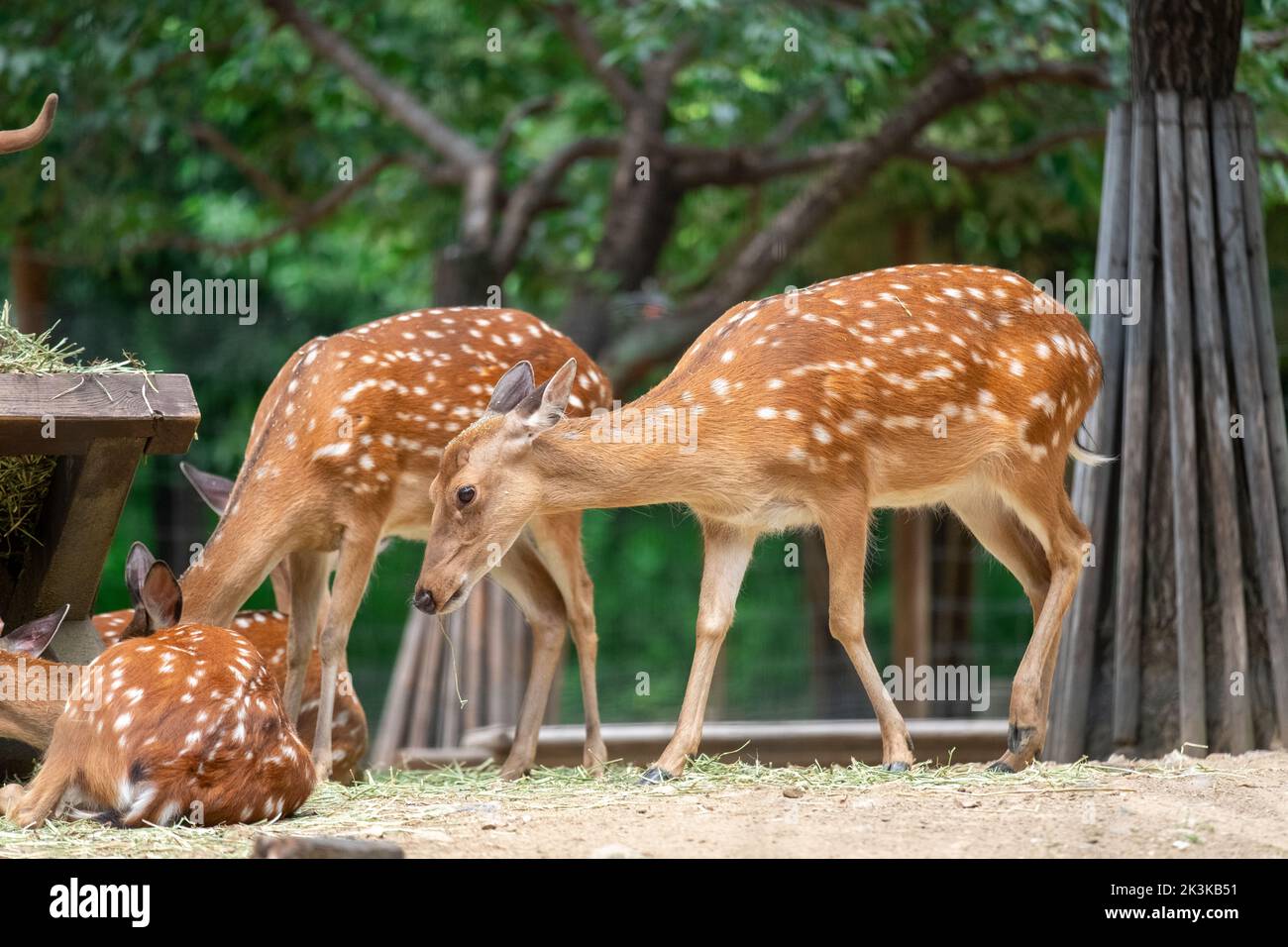 National animal of south korea hi-res stock photography and images - Alamy