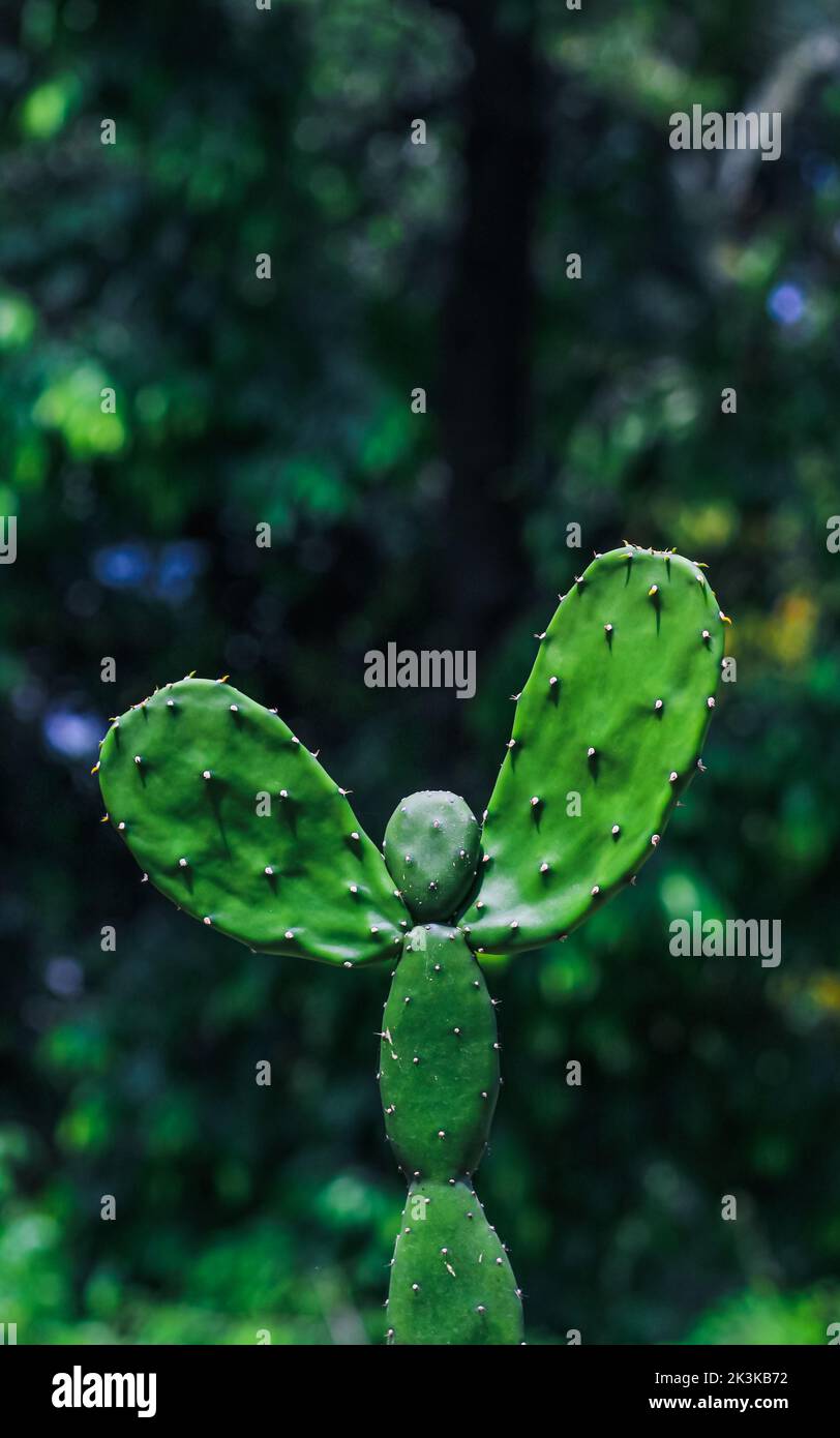 A rare picture of the cactus plant. Man-shaped cactus plant with green ...