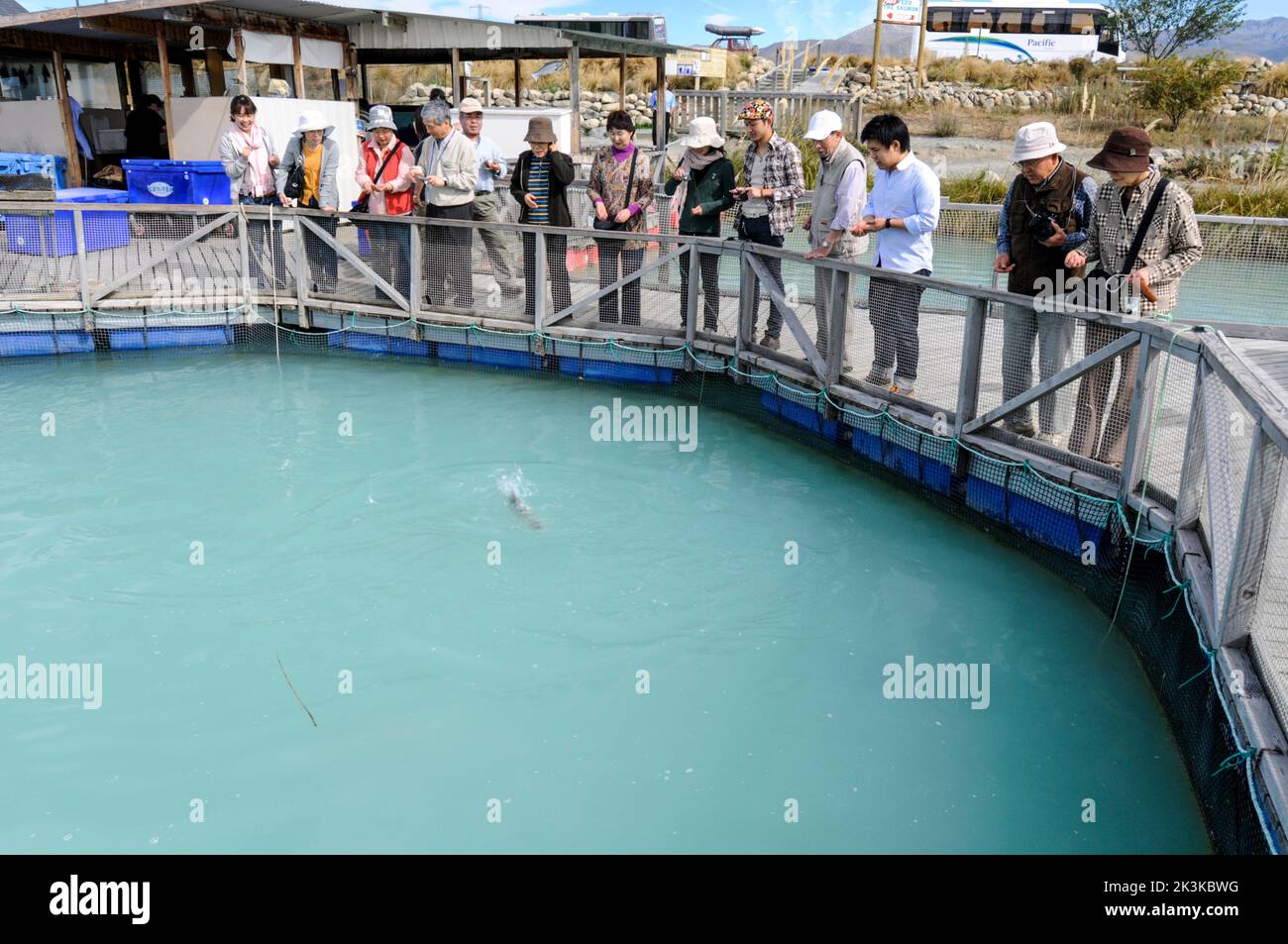 A family-run salmon farm, High Country Salmon on the Pukaki-Tekapo ...