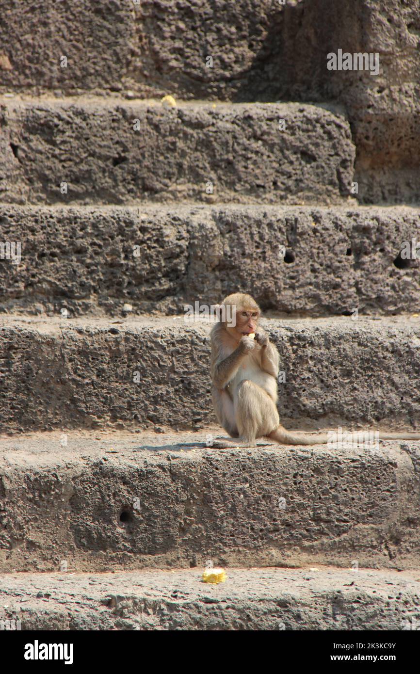 wild monkeys in an hindu temple (prang sam yot) lopburi in thailand ...
