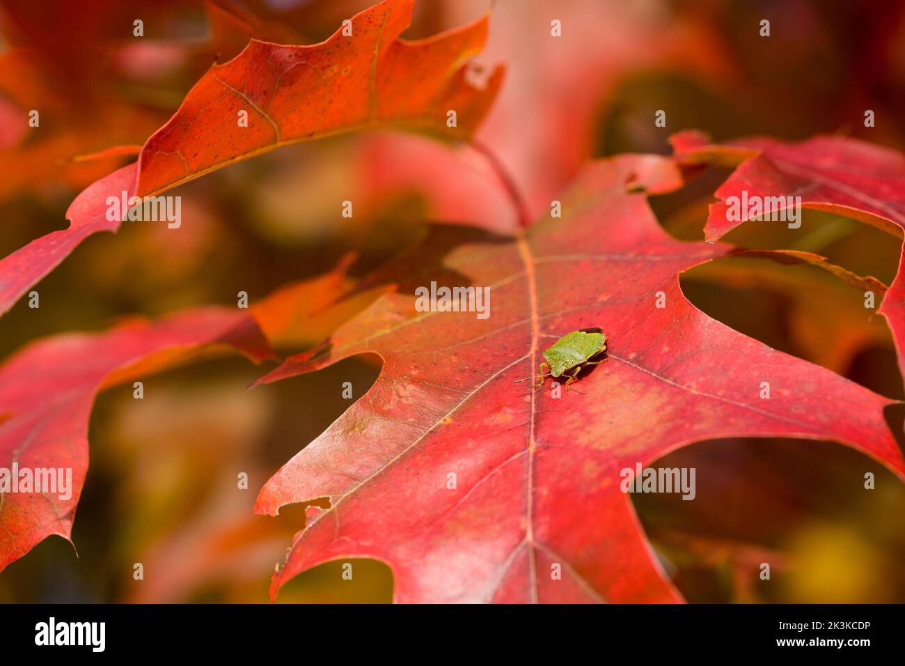 Closeup of adult green shield bug (Palomena prasina, Pentatomidae ...