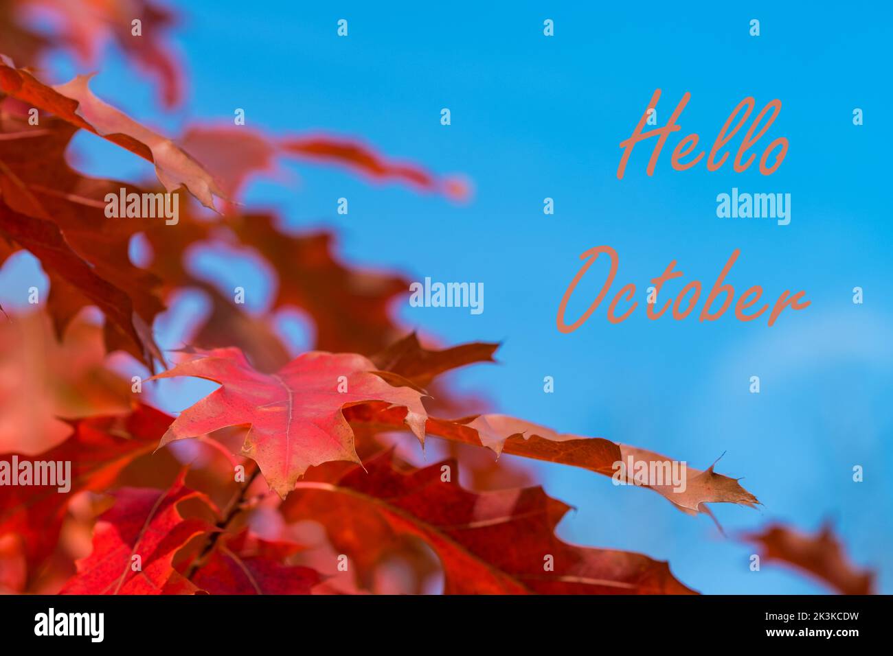 Hello October. Red leaves of Northern red oak (Quercus rubra) in the ...