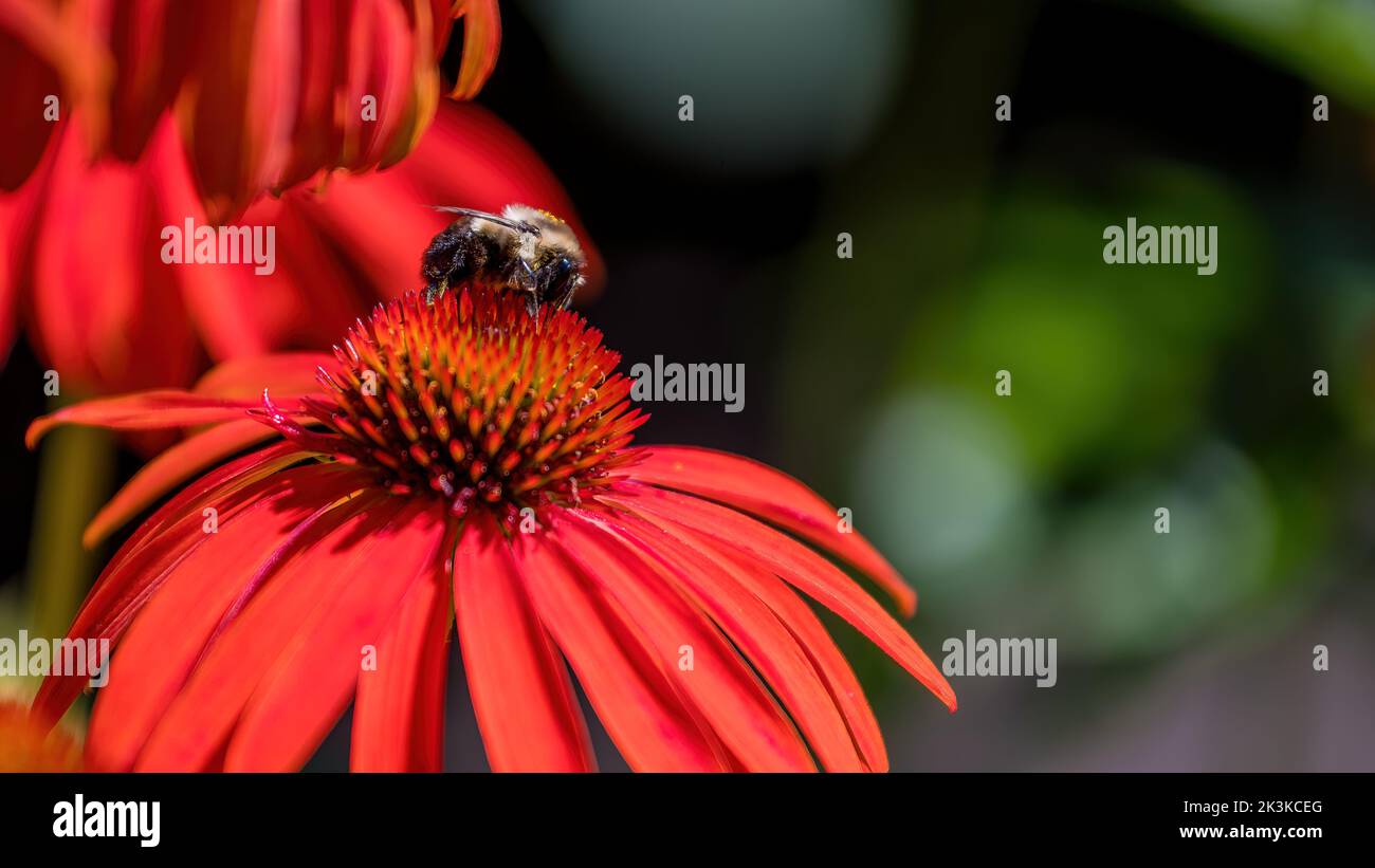 Bumblebee foraging on a purple coneflower (Echinacea purpurea) with red ...