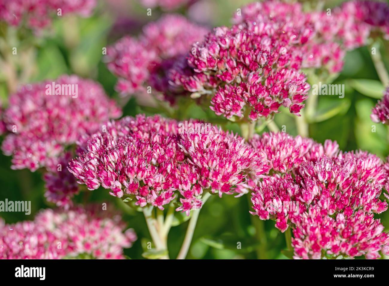 Red flowering sedum plant, Hylotelephium telephium Stock Photo - Alamy