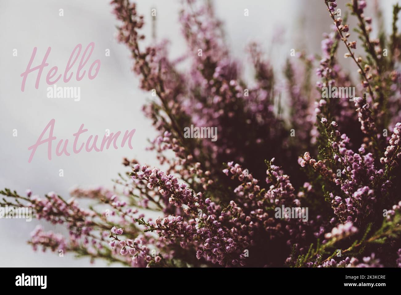 Hello Autumn. Wallpaper, autumn background with purple flowers common ...