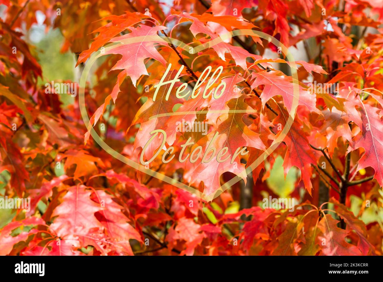 Hello, October. Red leaves of Northern red oak (Quercus rubra) in the ...