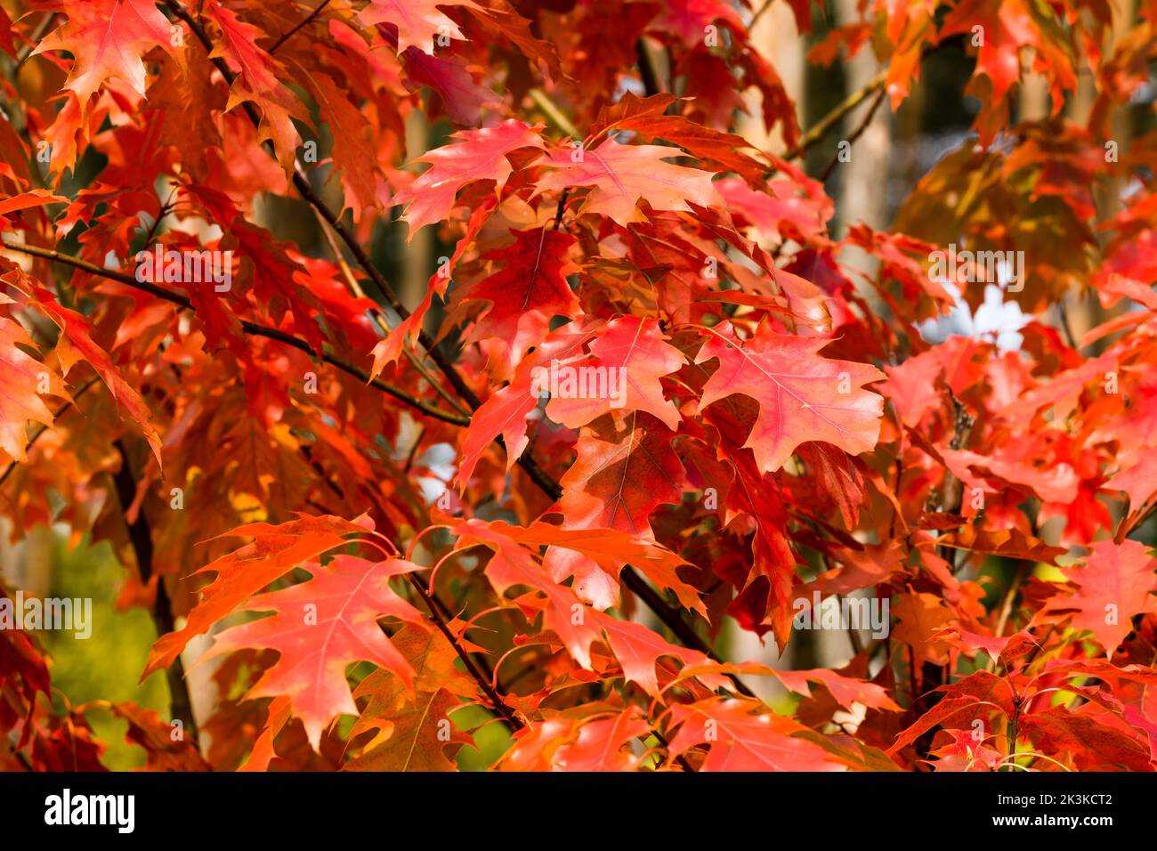 Red leaves of Northern red oak (Quercus rubra) in the autumn. Red oak ...