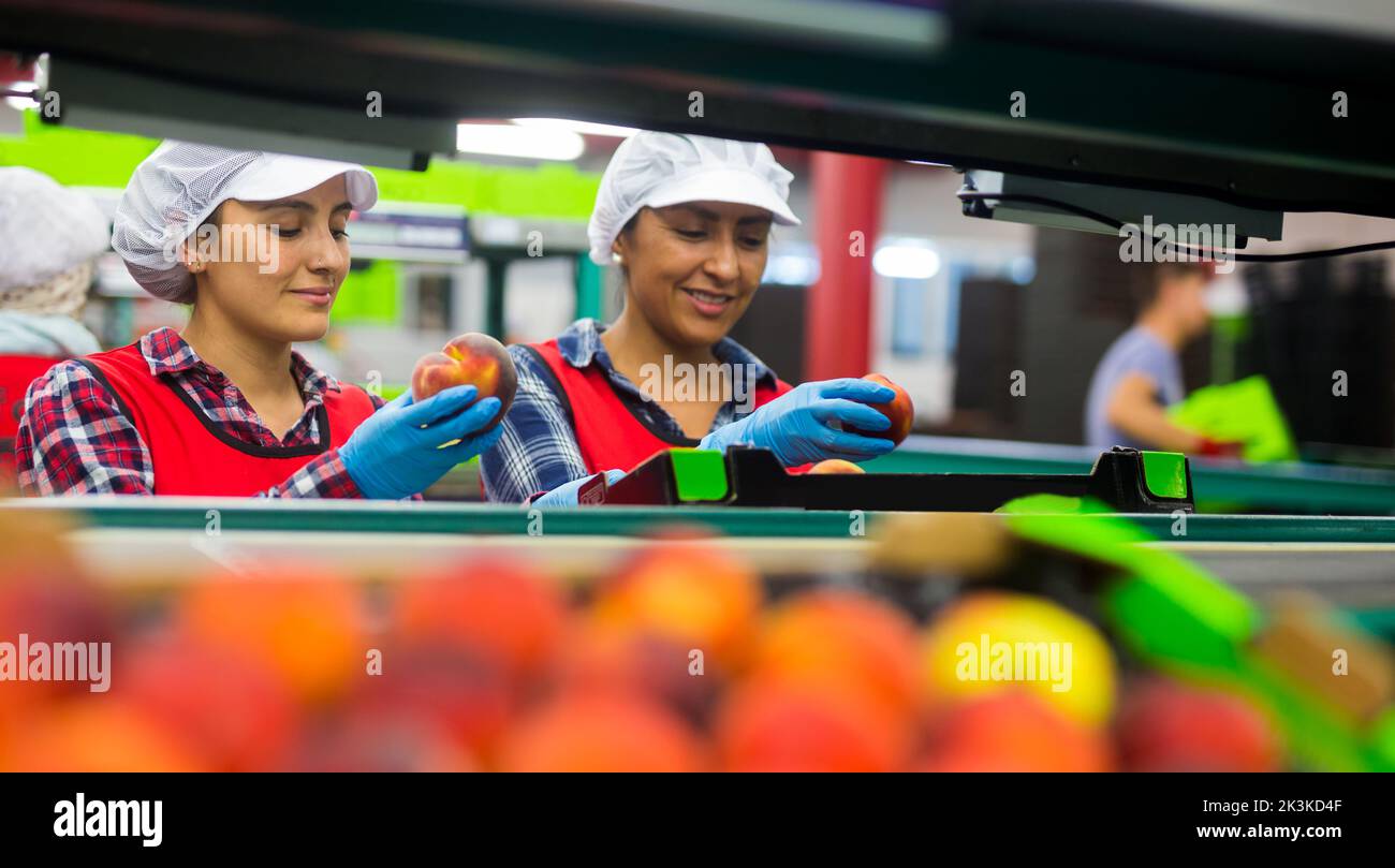 Focused woman working on fruit sorting line at warehouse Stock Photo ...