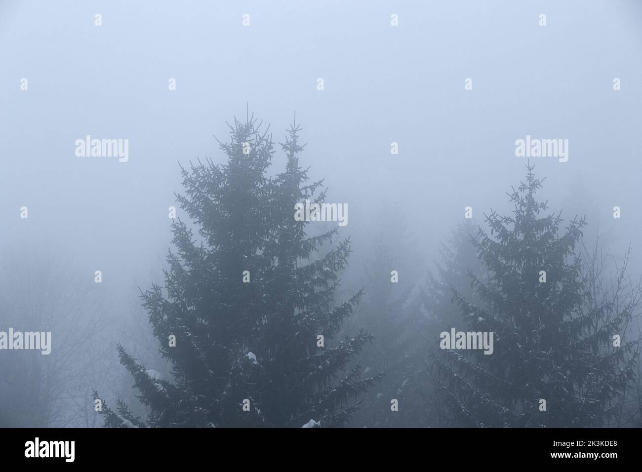 Winter fog with trees fading into the gloom Stock Photo - Alamy