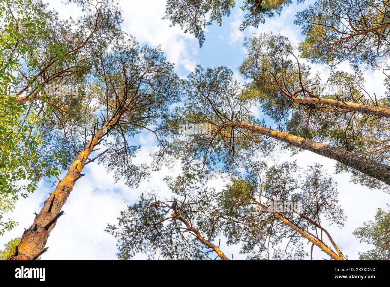 Scenic view through crowns hi-res stock photography and images - Alamy