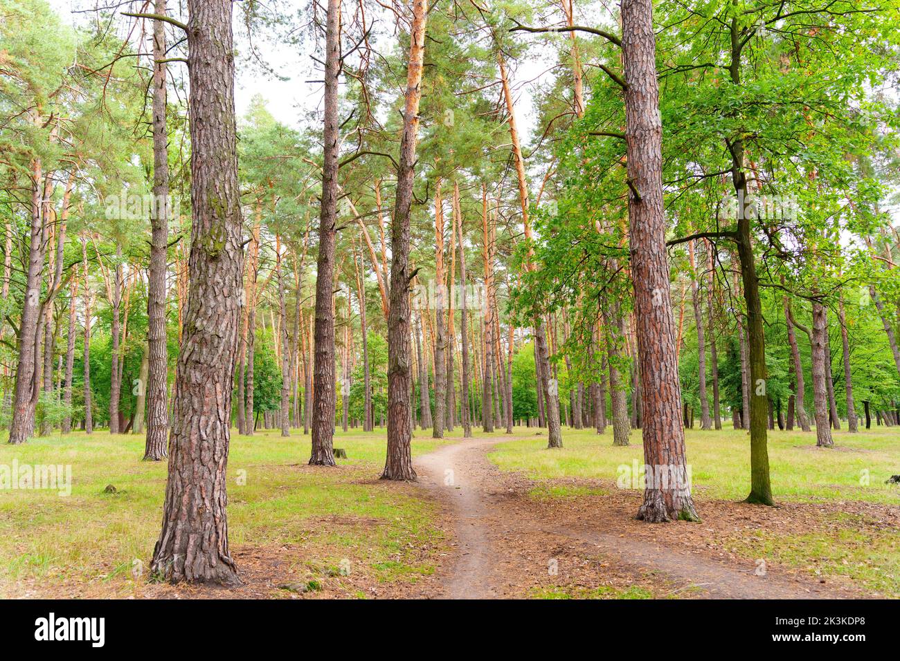 Hiking paths between trees in the forest in early autumn Stock Photo ...