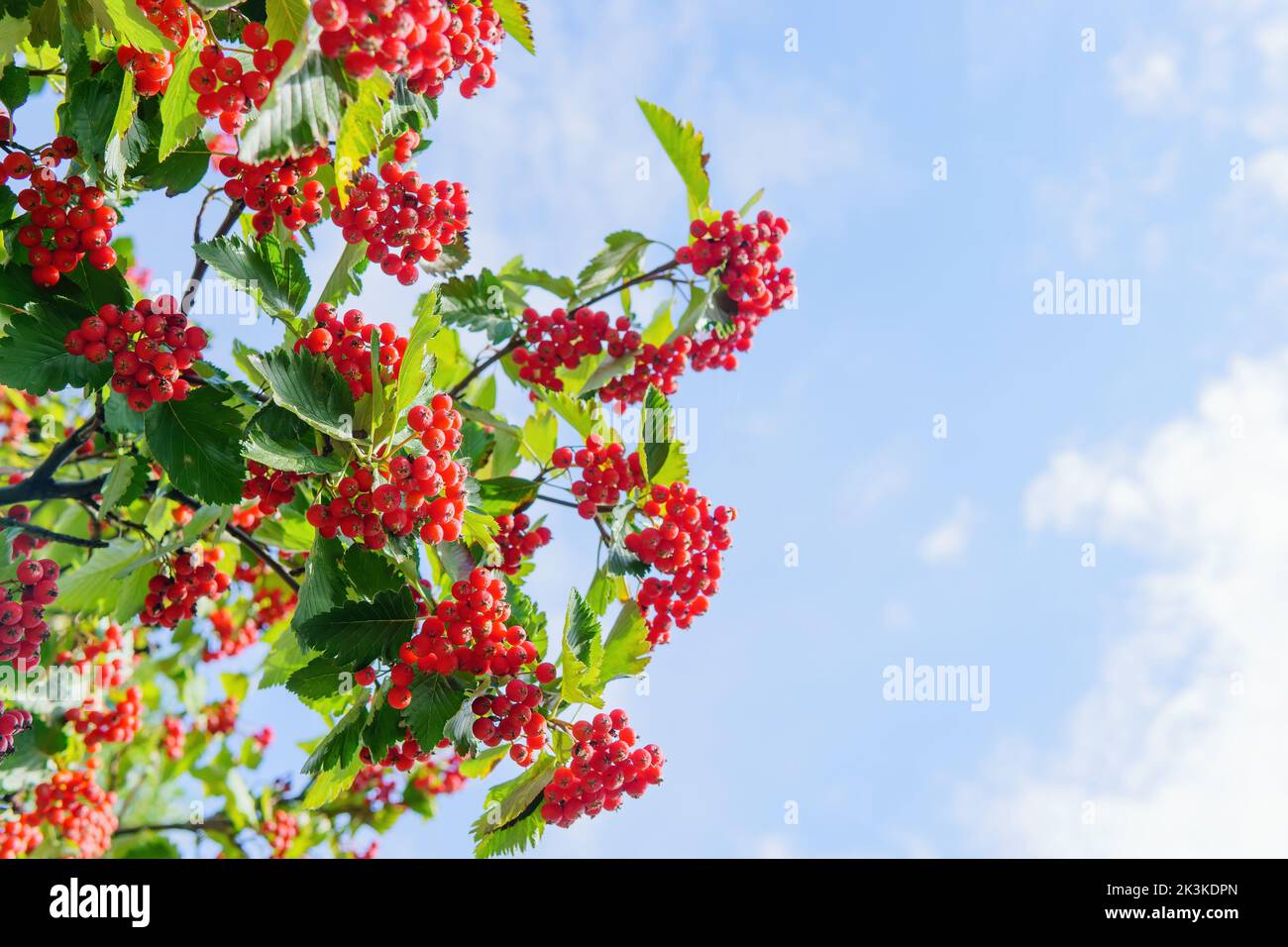 Wild rowan berries tree against a blue sky background with copy space ...