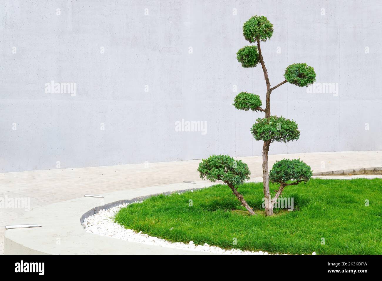 Bonsai style tree in a green bed against a concrete wall with copy ...