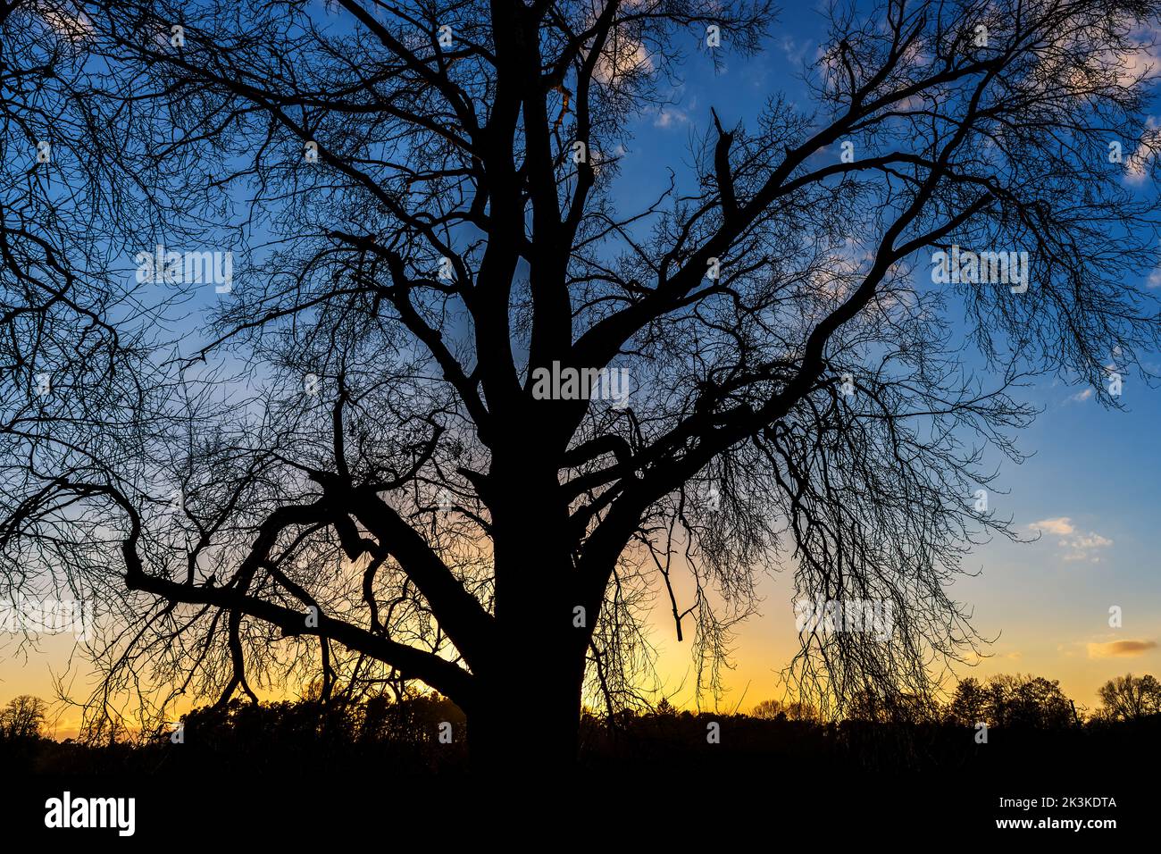 Silhouette of giant tree at sunset Stock Photo - Alamy