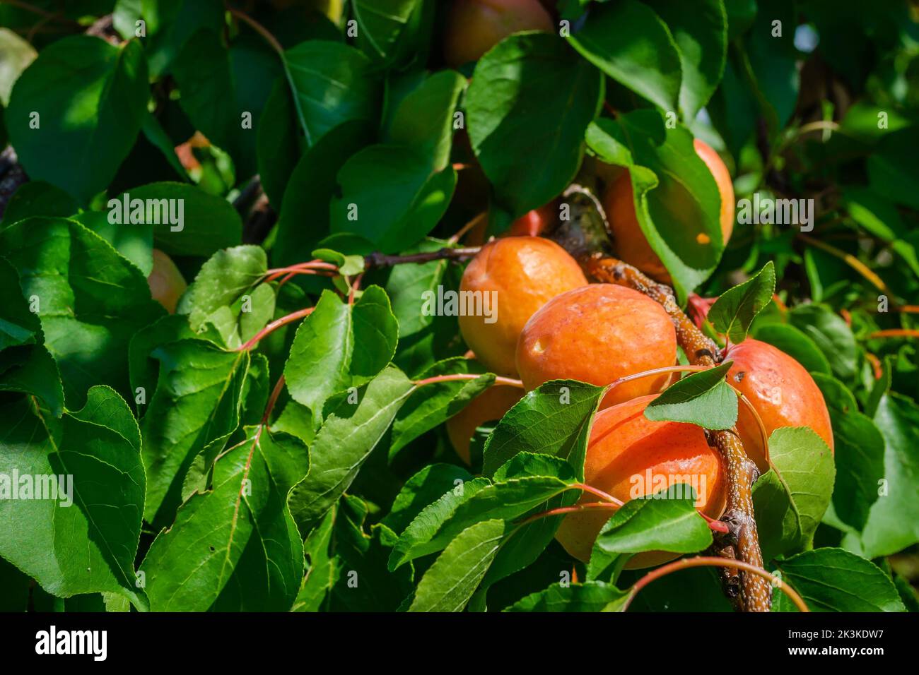 Ripe apricot fruits illuminated by the morning sun during harvest in a ...
