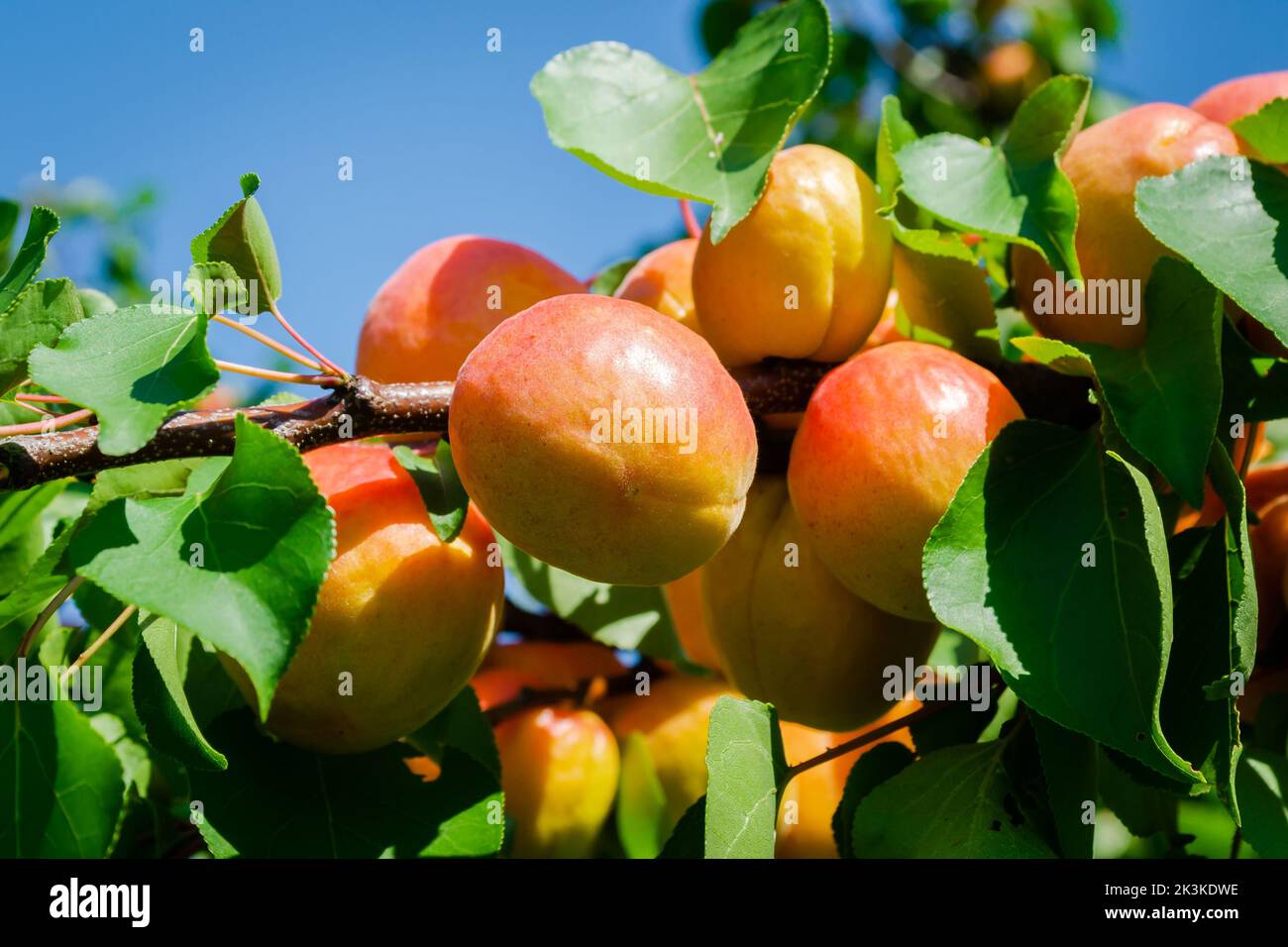 Ripe apricot fruits illuminated by the morning sun during harvest in a ...