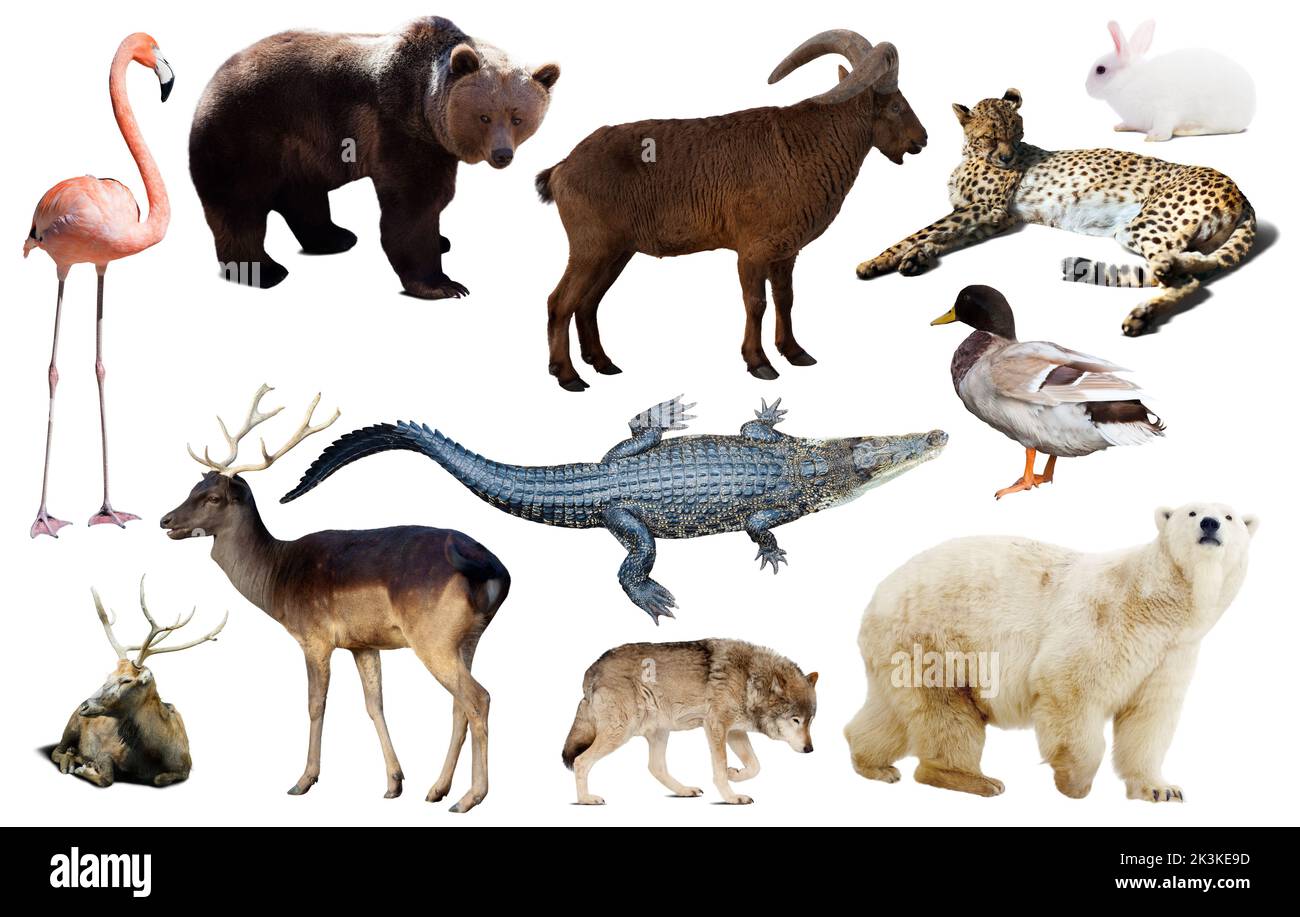 animal collection asia Stock Photo - Alamy
