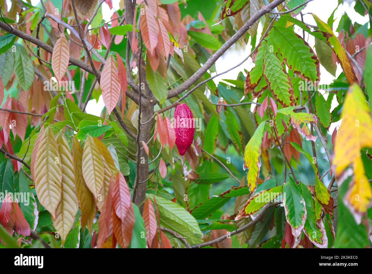 Cocoa plant with fruits, Cuba Stock Photo - Alamy