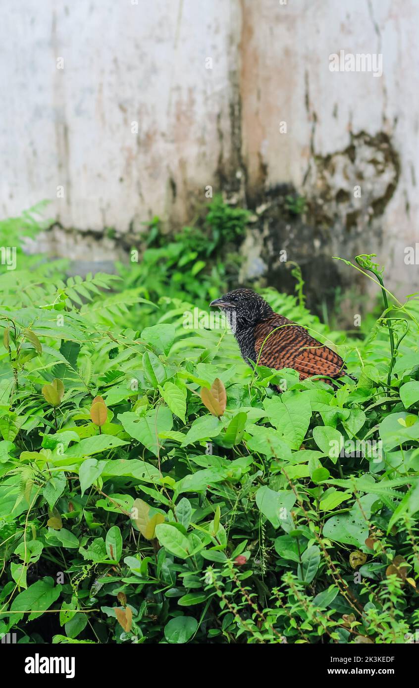Close-up view of a young greater coucal bird. Bubut Besar ( The Greater ...